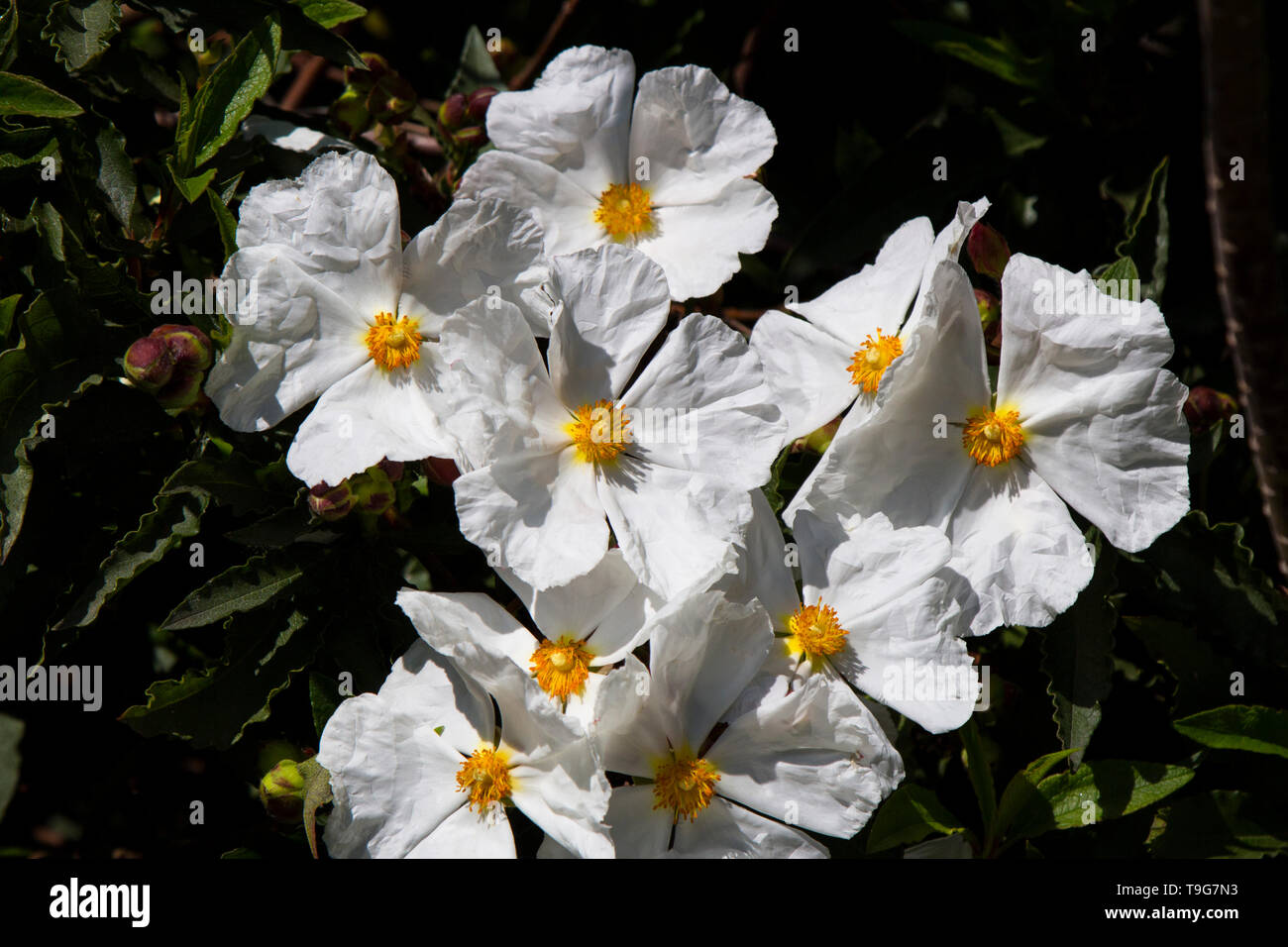 The seaside home of inventor Otto Overbeck, the gardens and house are ...