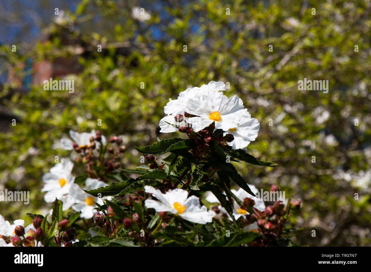 The seaside home of inventor Otto Overbeck, the gardens and house are ...