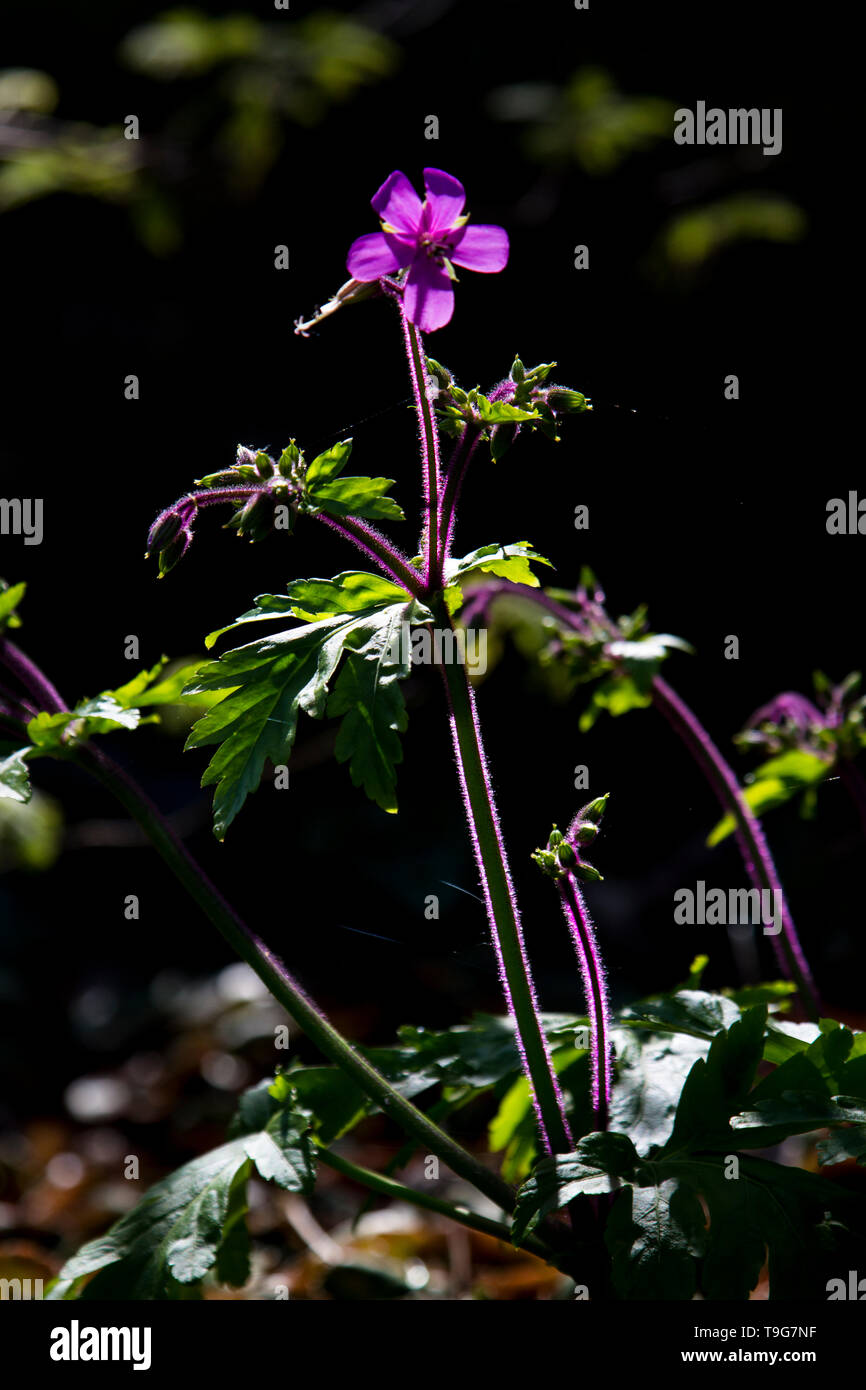 The seaside home of inventor Otto Overbeck, the gardens and house are ...