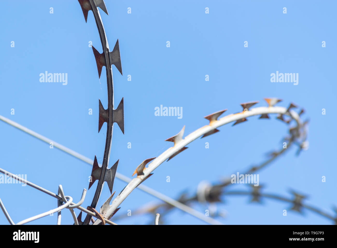 Details of barb wires in a sunny day Stock Photo - Alamy