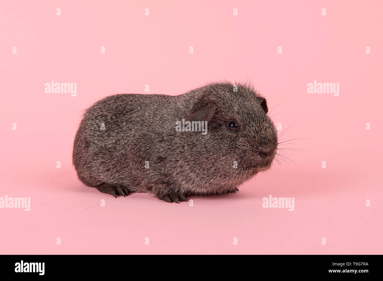 Grey guinea pig hi-res stock photography and images - Alamy