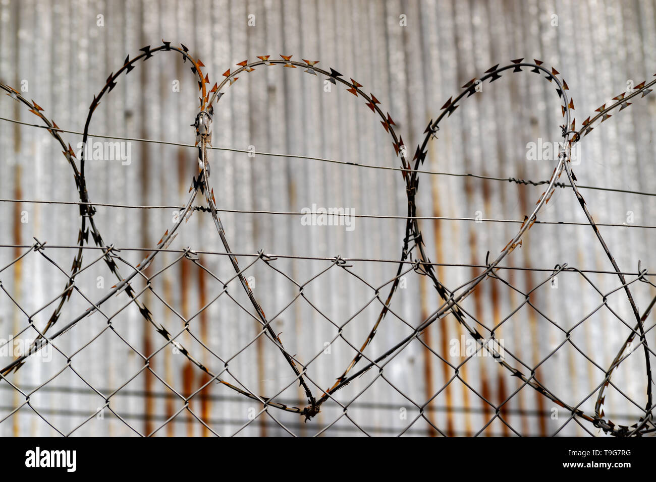 Details of barb wires in a sunny day Stock Photo - Alamy