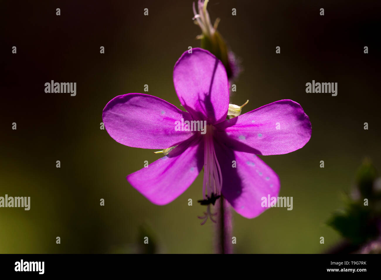 The seaside home of inventor Otto Overbeck, the gardens and house are ...