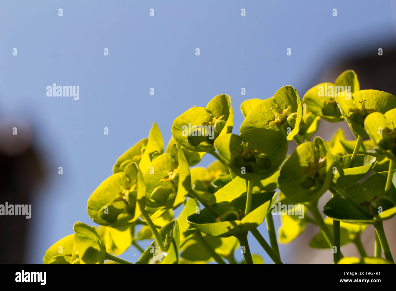 The seaside home of inventor Otto Overbeck, the gardens and house are ...