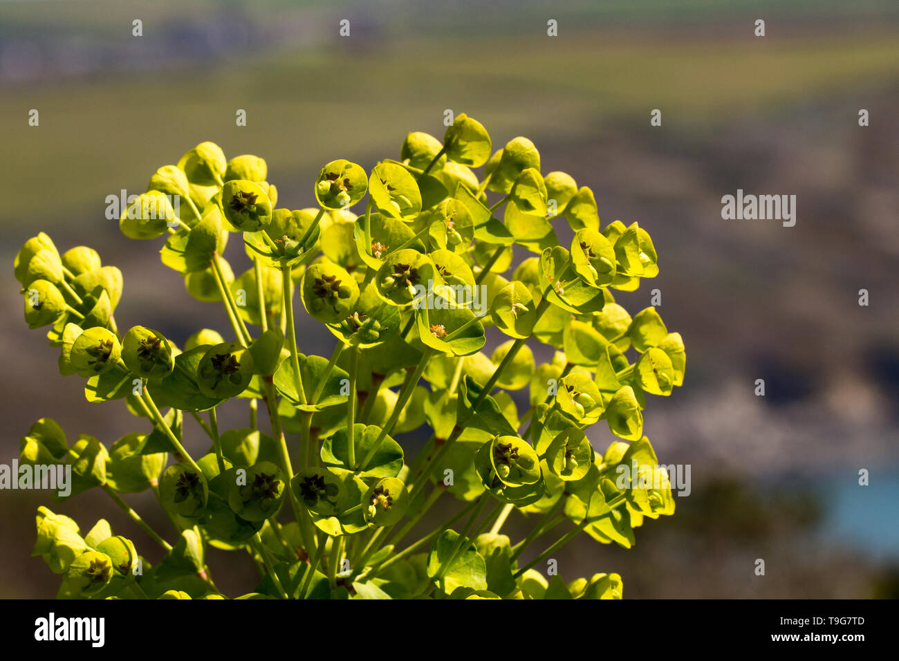 The seaside home of inventor Otto Overbeck, the gardens and house are ...