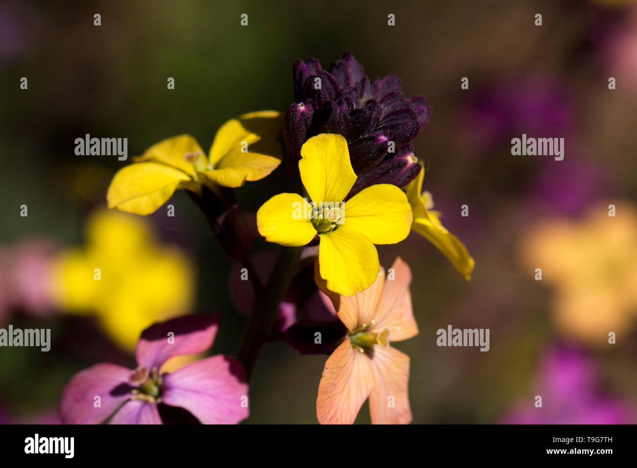 The seaside home of inventor Otto Overbeck, the gardens and house are ...
