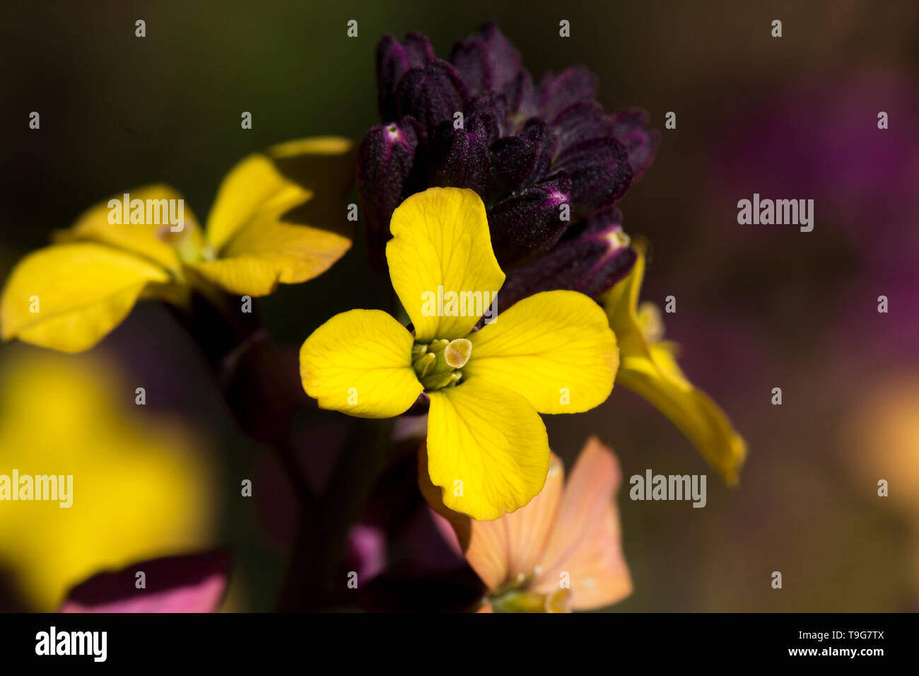 The seaside home of inventor Otto Overbeck, the gardens and house are ...