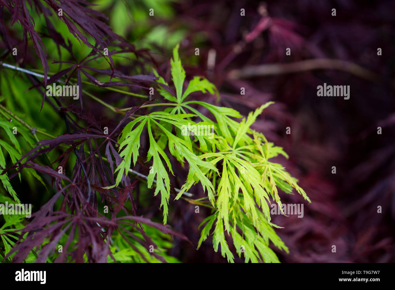 The seaside home of inventor Otto Overbeck, the gardens and house are ...