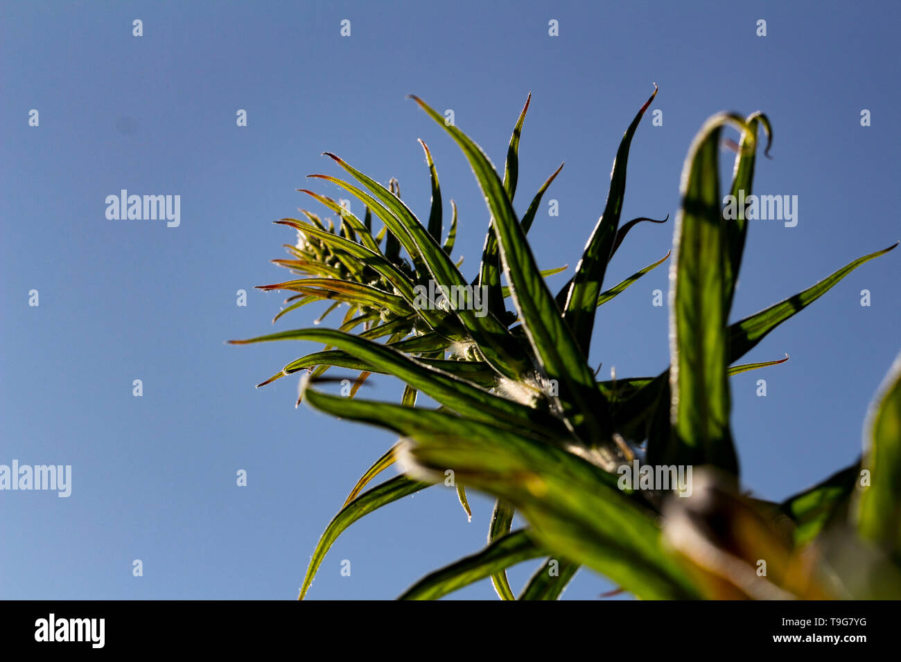 The seaside home of inventor Otto Overbeck, the gardens and house are ...