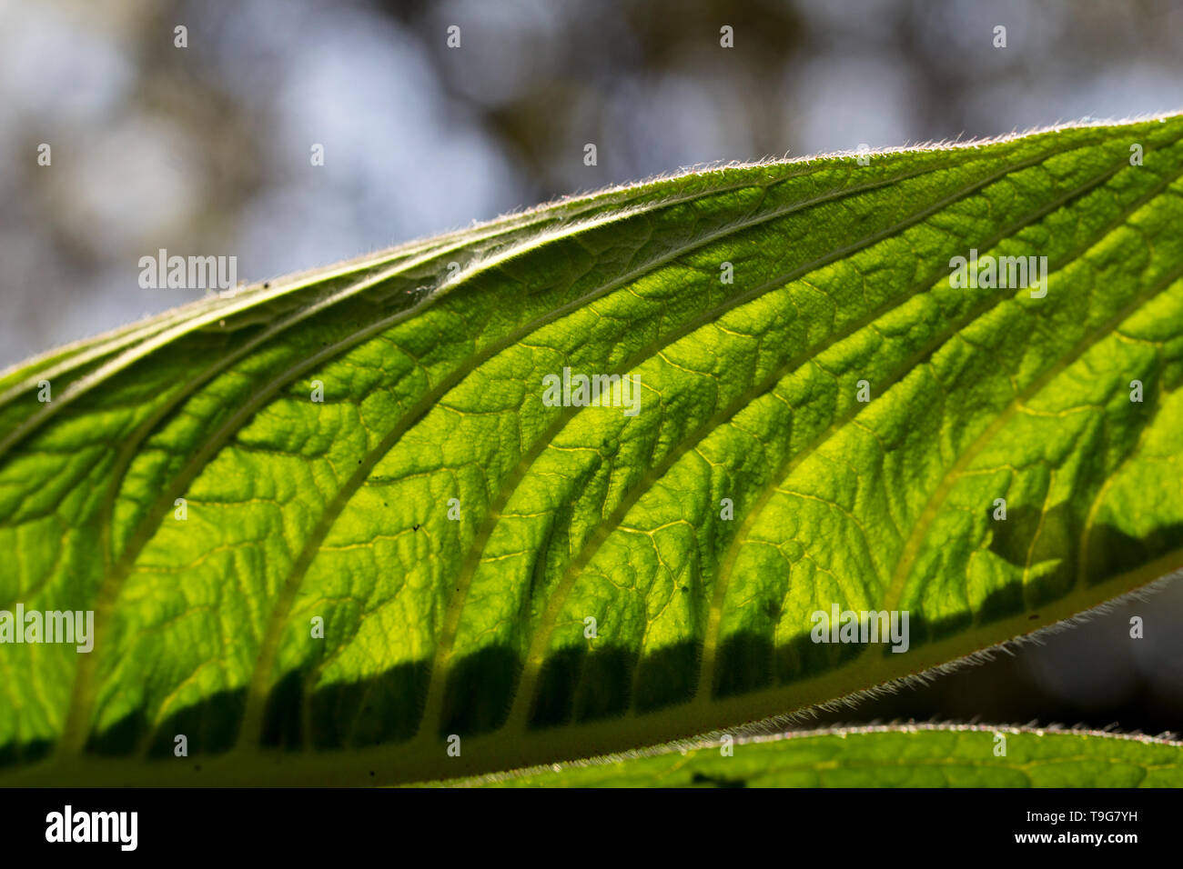 The seaside home of inventor Otto Overbeck, the gardens and house are ...