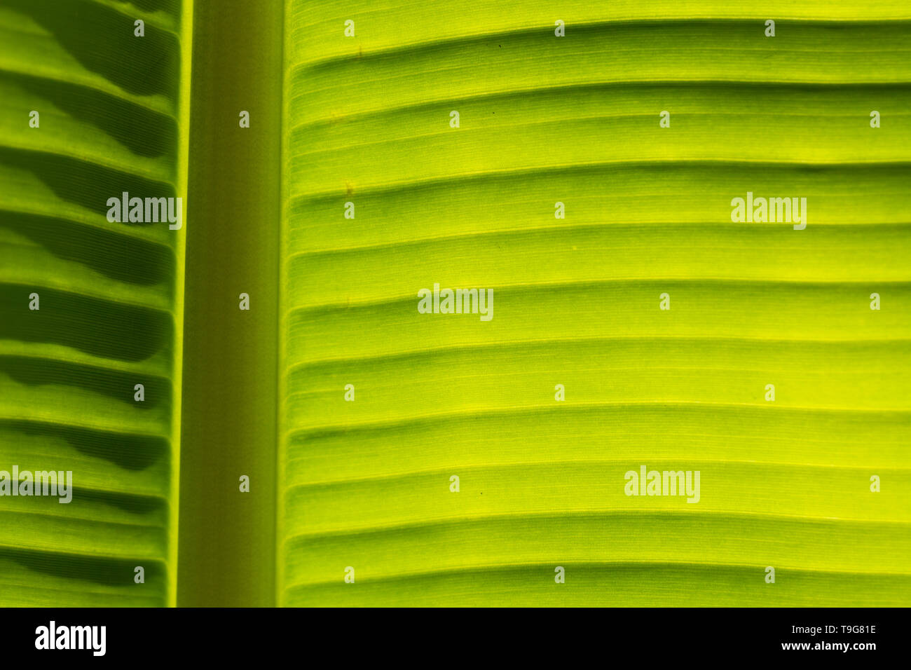 The seaside home of inventor Otto Overbeck, the gardens and house are ...