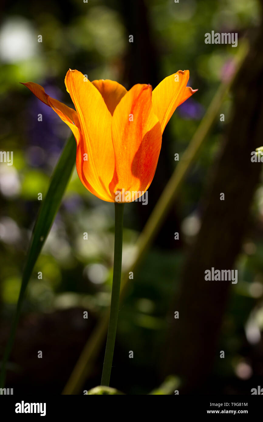 The seaside home of inventor Otto Overbeck, the gardens and house are ...