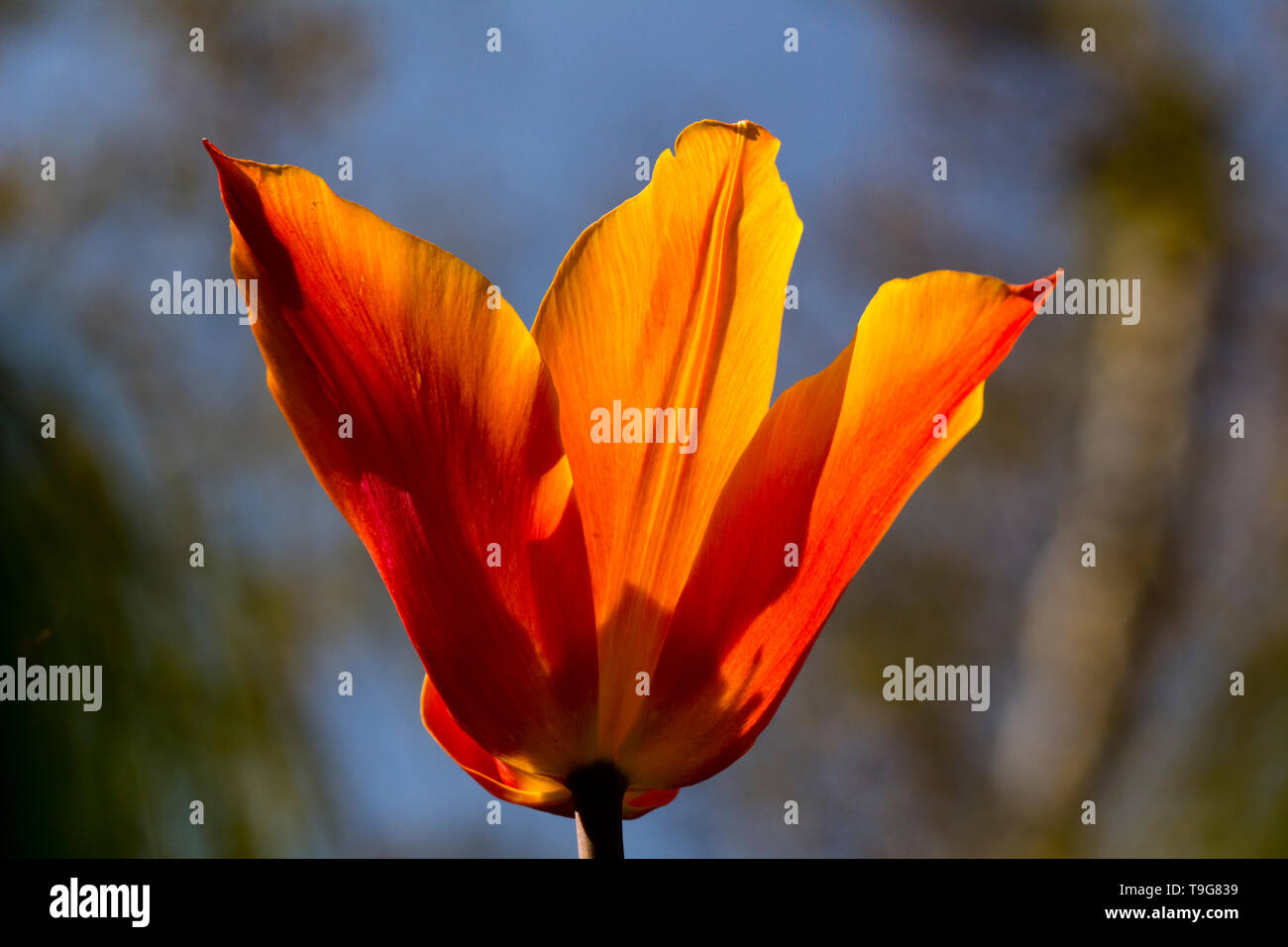 The seaside home of inventor Otto Overbeck, the gardens and house are ...