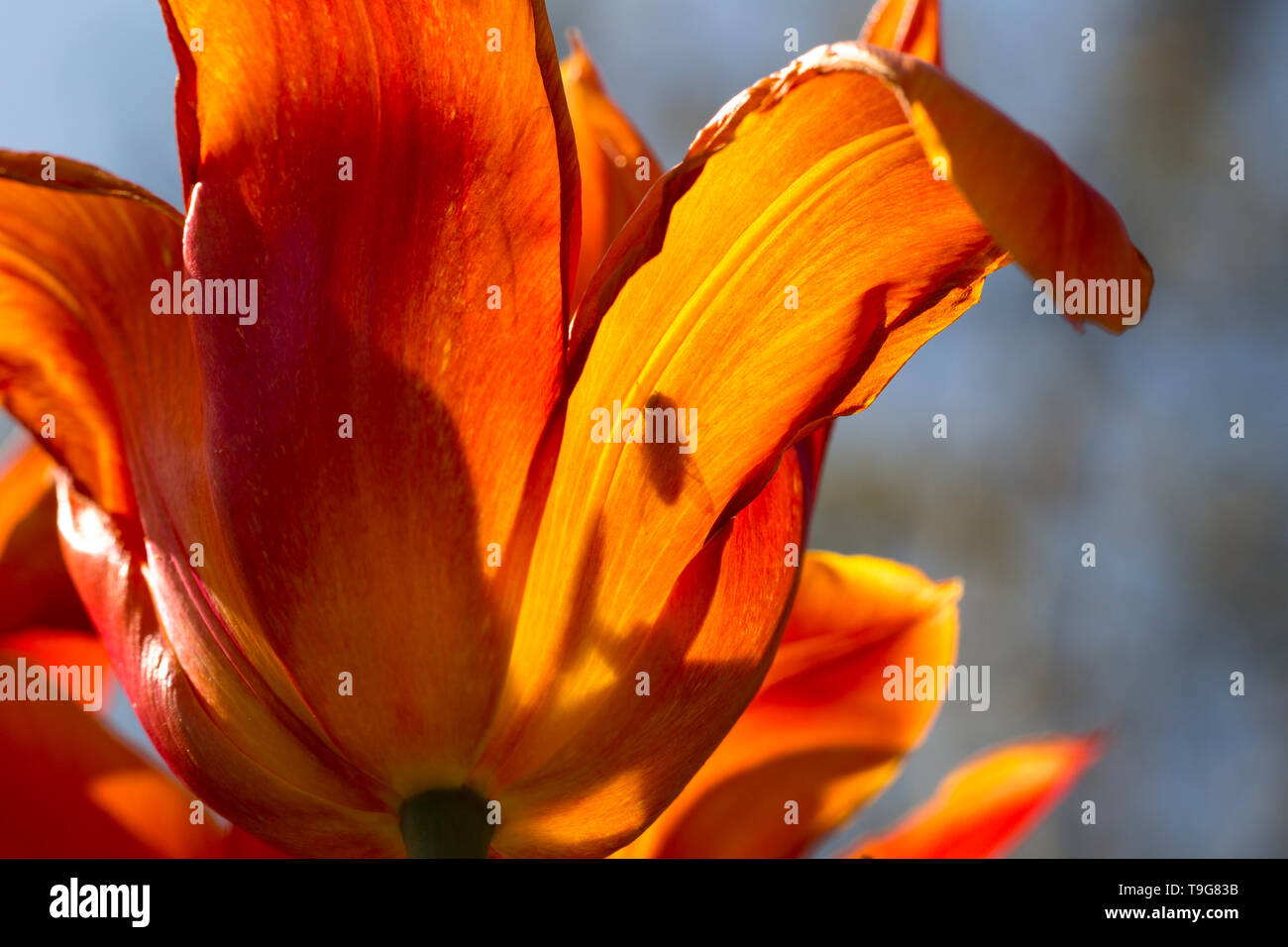The seaside home of inventor Otto Overbeck, the gardens and house are ...