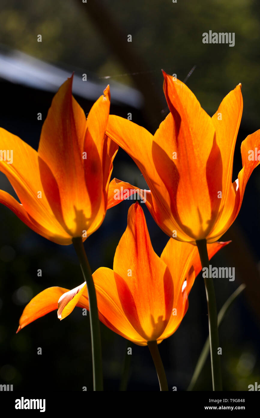 The seaside home of inventor Otto Overbeck, the gardens and house are ...