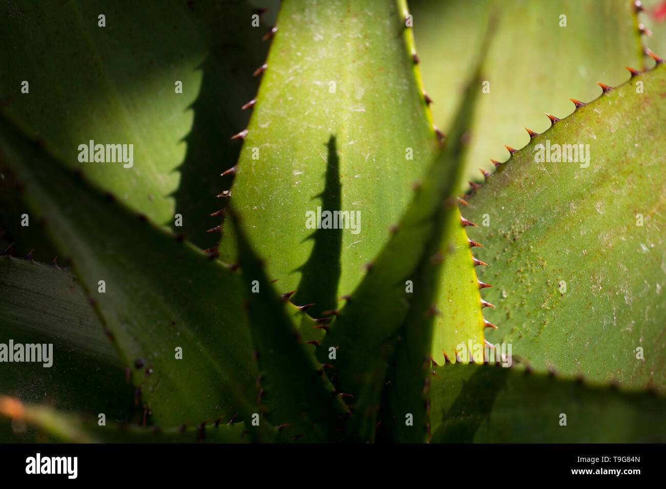 The seaside home of inventor Otto Overbeck, the gardens and house are ...