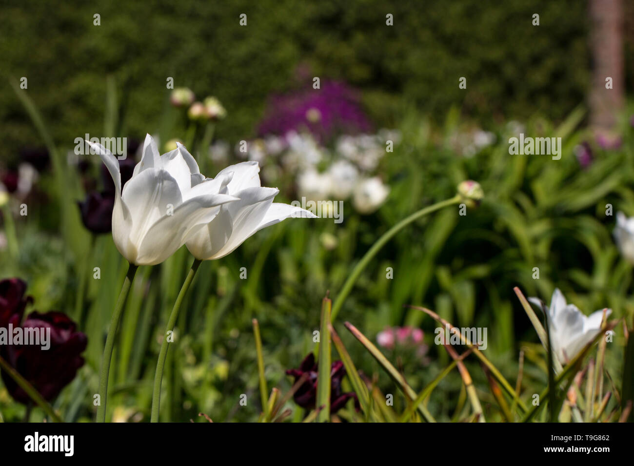 The seaside home of inventor Otto Overbeck, the gardens and house are ...