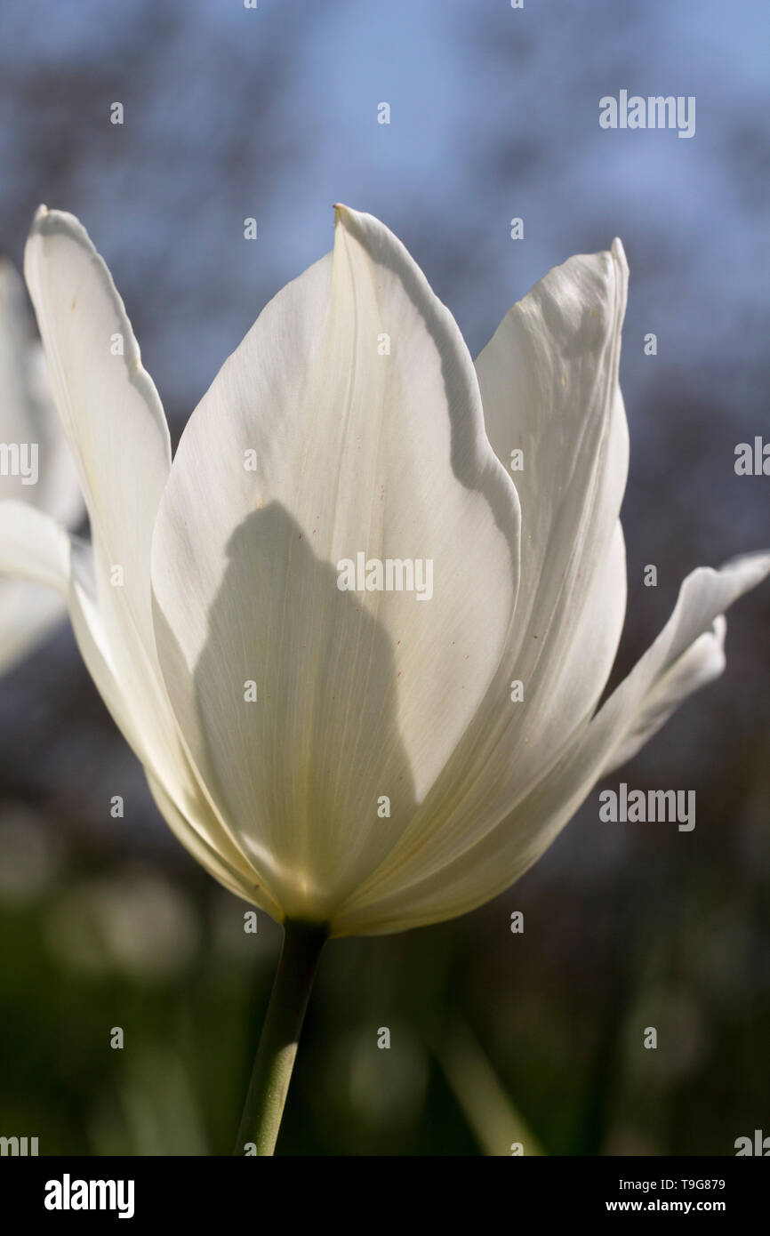 The seaside home of inventor Otto Overbeck, the gardens and house are ...