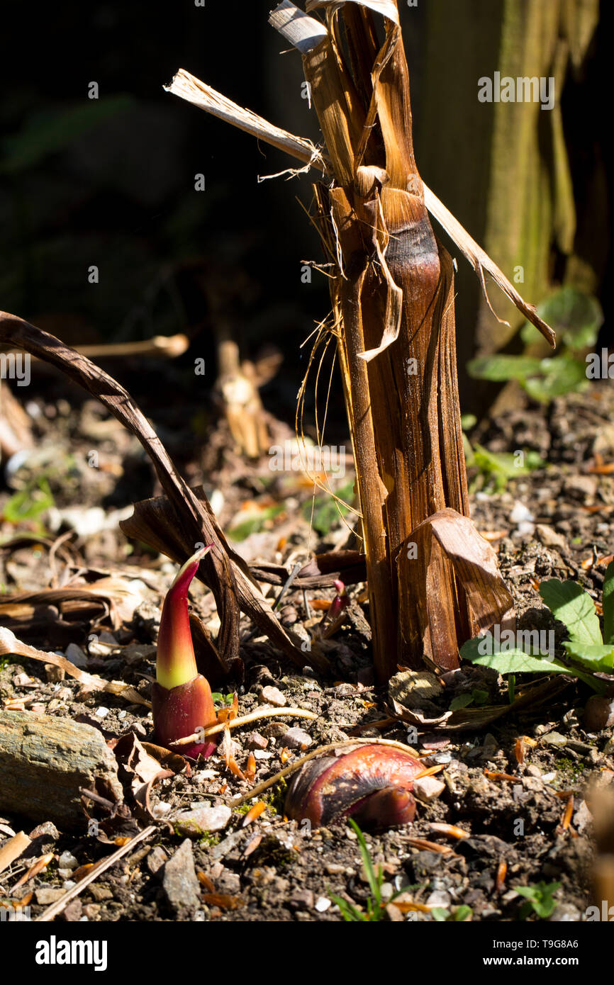 The seaside home of inventor Otto Overbeck, the gardens and house are ...