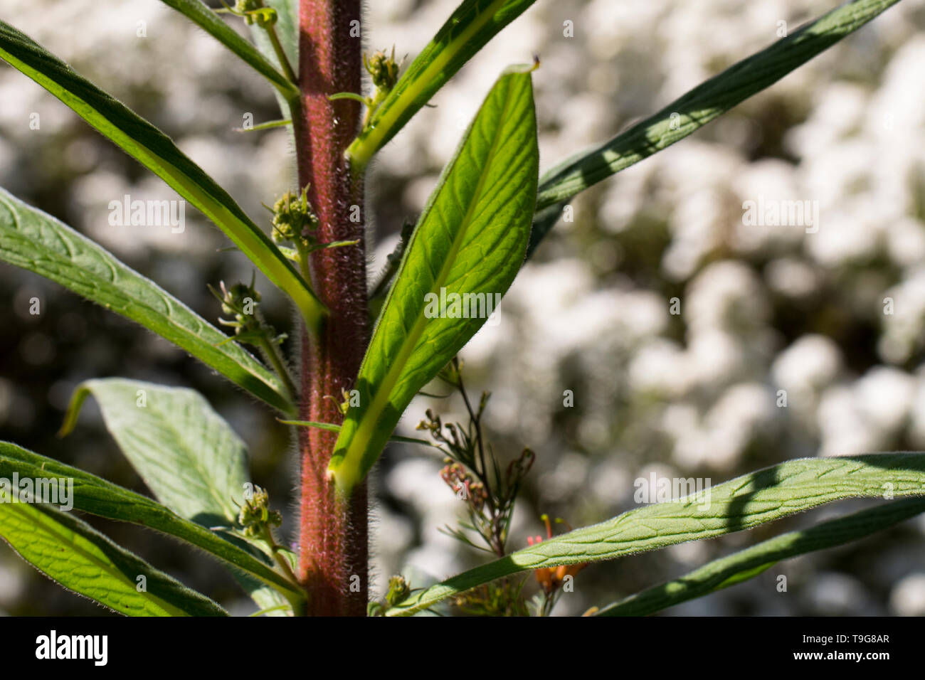 The seaside home of inventor Otto Overbeck, the gardens and house are ...