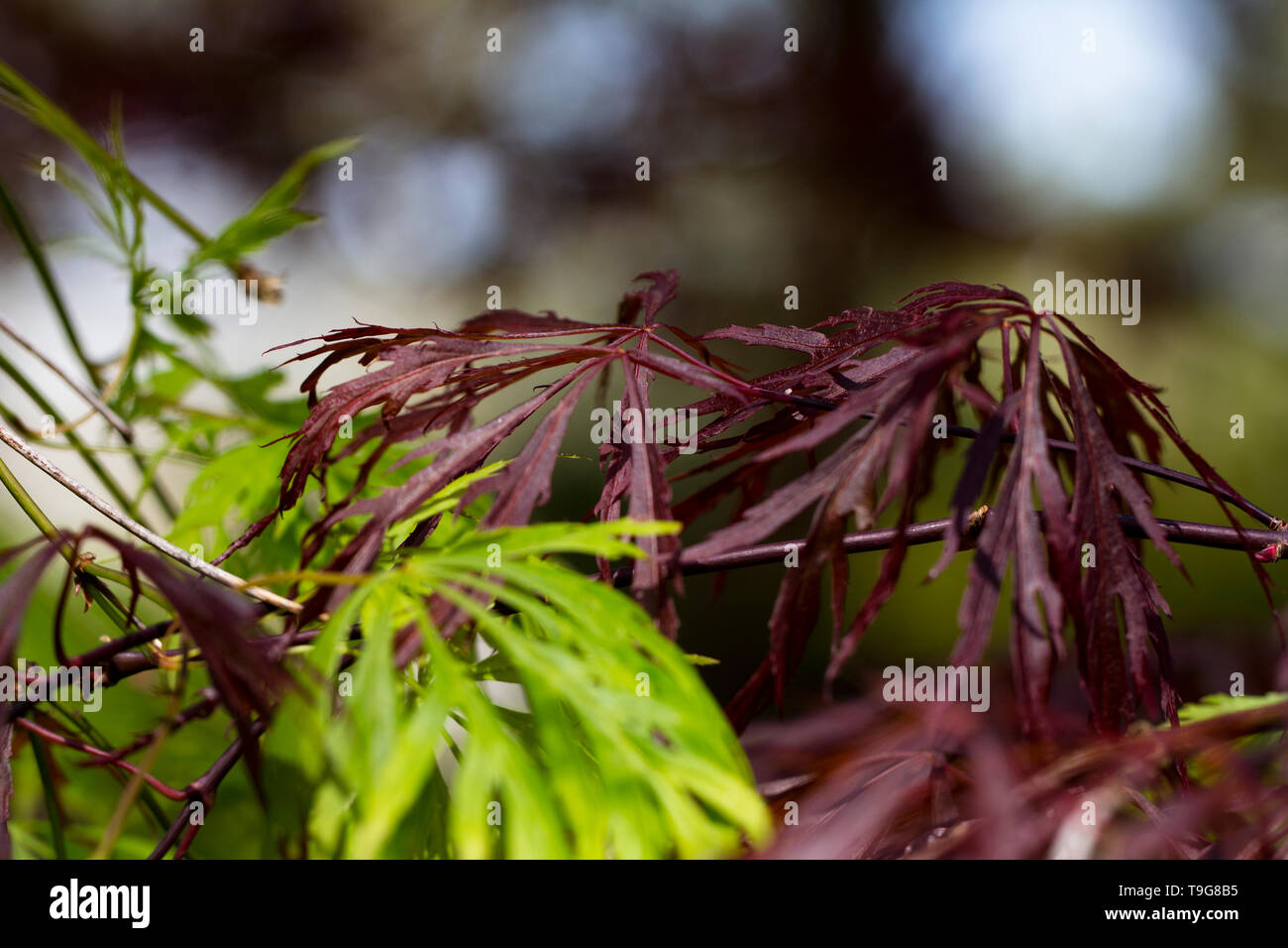 The seaside home of inventor Otto Overbeck, the gardens and house are ...