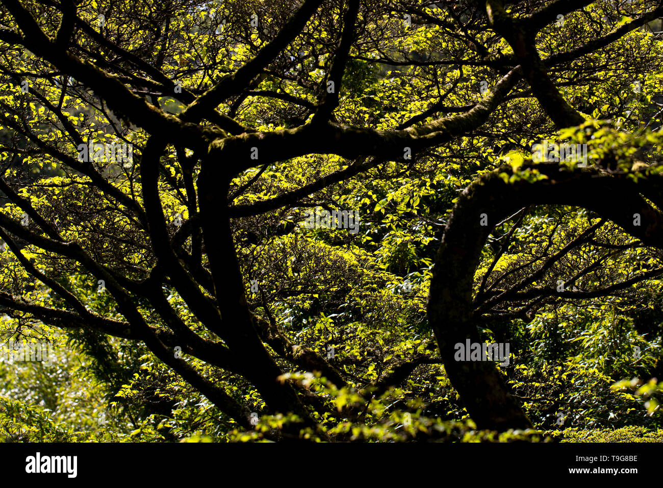 The seaside home of inventor Otto Overbeck, the gardens and house are ...