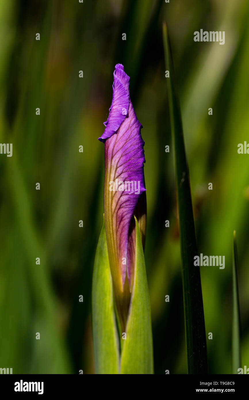 The seaside home of inventor Otto Overbeck, the gardens and house are ...