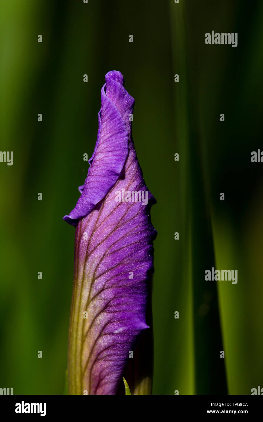 The seaside home of inventor Otto Overbeck, the gardens and house are ...