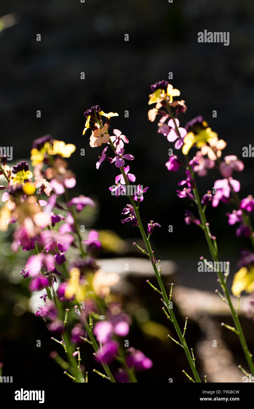 The seaside home of inventor Otto Overbeck, the gardens and house are ...