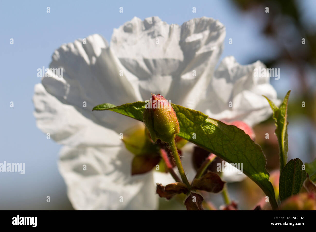 The seaside home of inventor Otto Overbeck, the gardens and house are ...