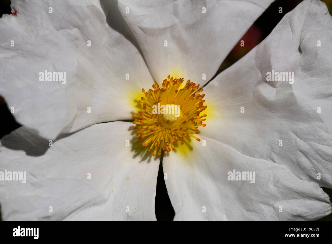 The seaside home of inventor Otto Overbeck, the gardens and house are ...