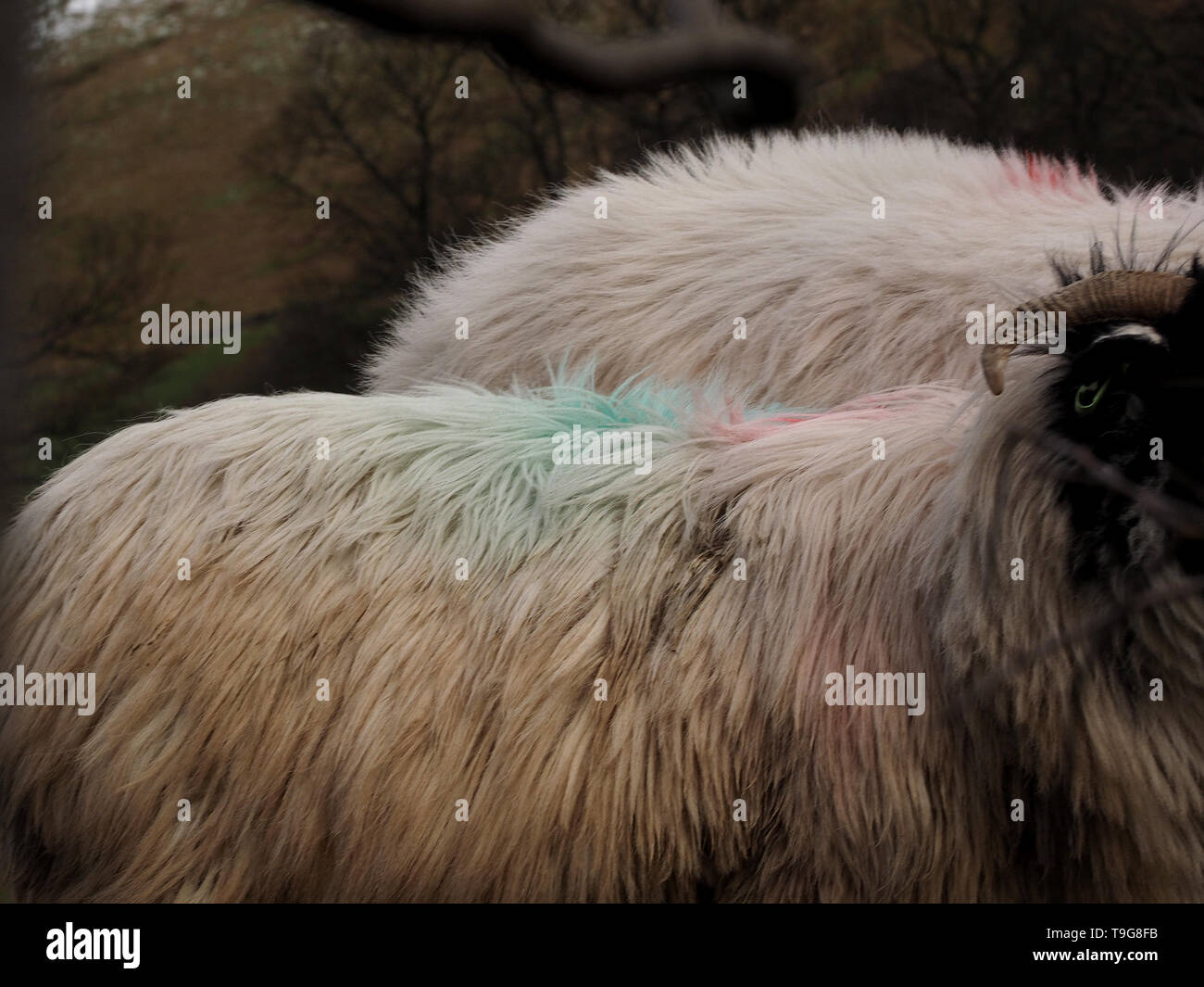 Rough fell sheep hi-res stock photography and images - Alamy