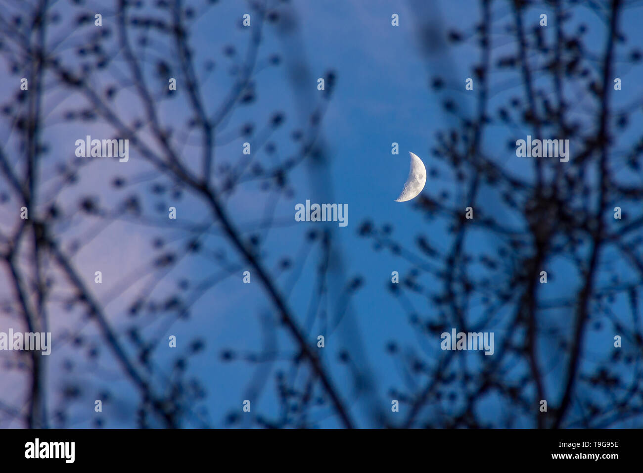 Moon through leaves hi-res stock photography and images - Alamy