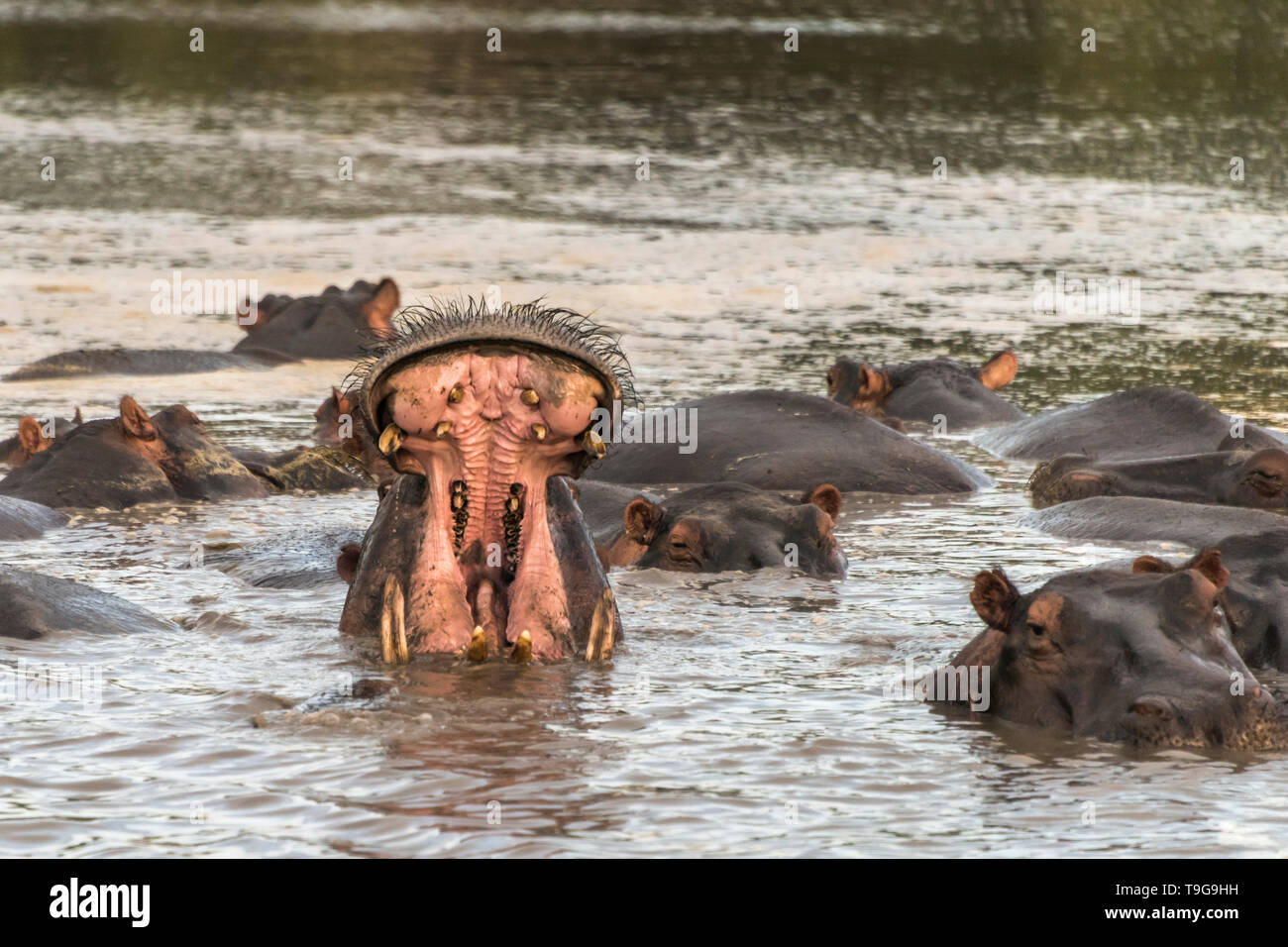 Hippo pond hi-res stock photography and images - Alamy