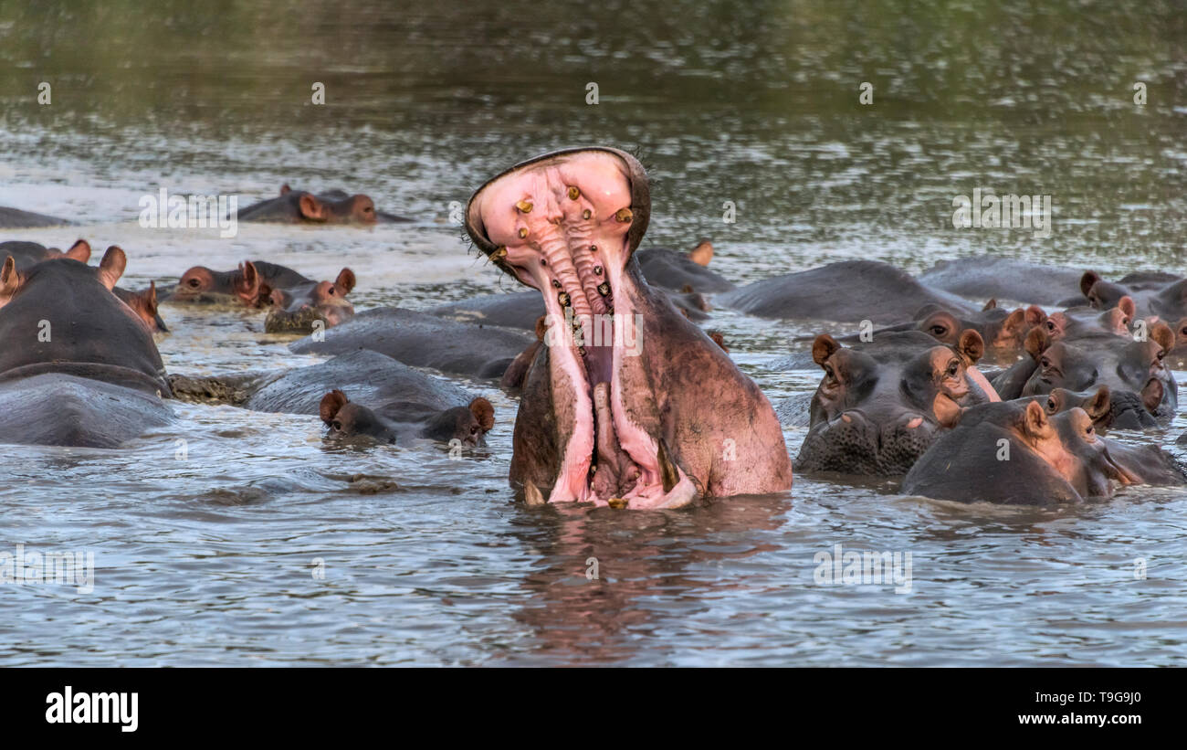 Hippo pond hi-res stock photography and images - Alamy