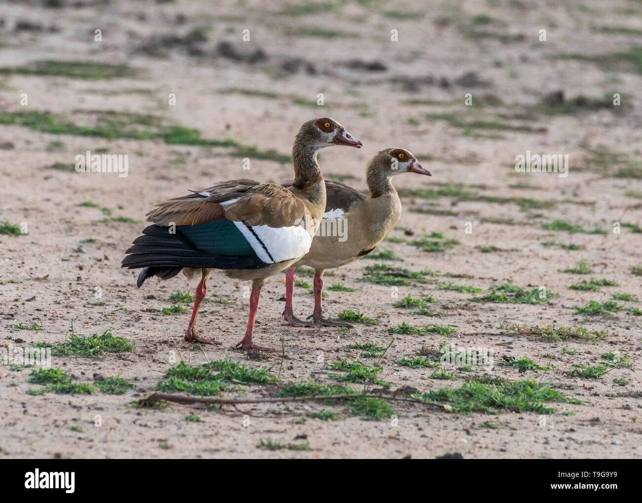 Pair of Egyptian ducks (Alopochen aegyptiaca), Grumeti Game Reserve ...