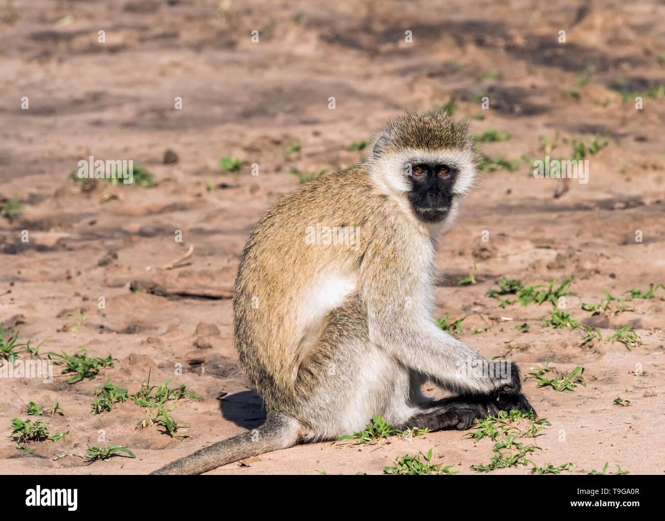 Portrait of a Vervet monkey eating fresh grass, Grumeti Game Reserve ...