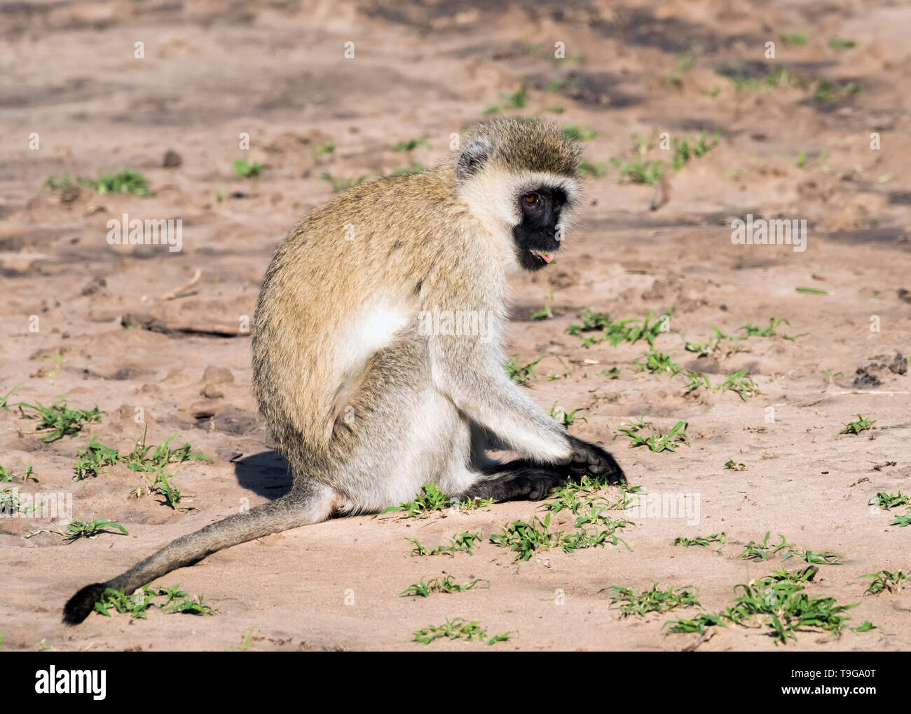 Vervet monkey (Chlorocebus pygerythrus) eating fresh grass from the ...
