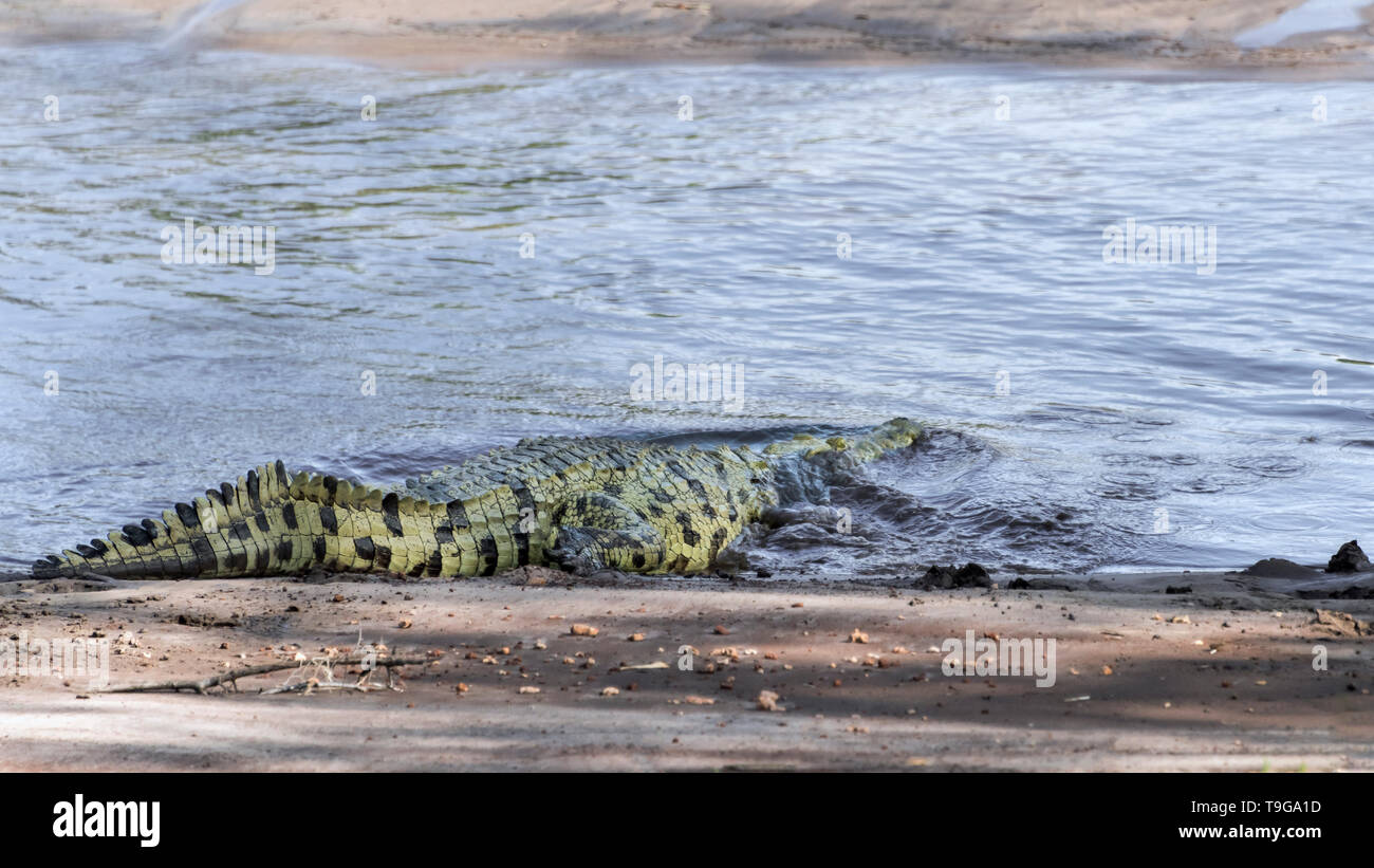 Nile crocodile racing into the water, Grumeti River, Serengeti ...