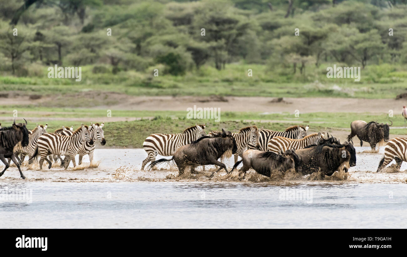Season of migration hi-res stock photography and images - Alamy