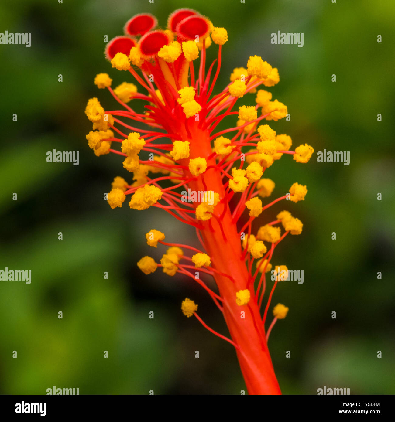 Garden flowers in early spring showing vivid vibrant colors and great ...