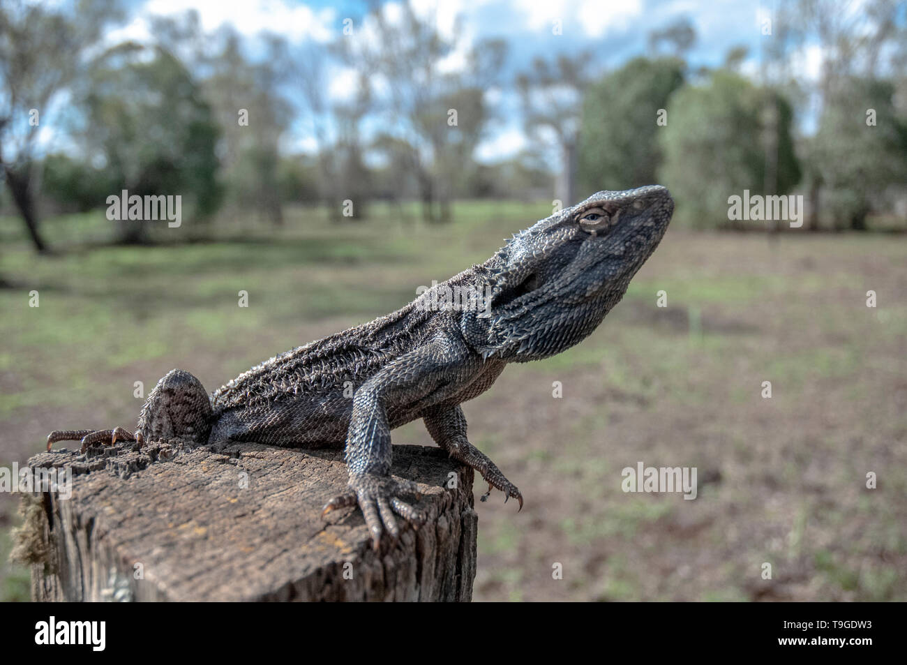 Eastern Bearded Dragon Stock Photo - Alamy