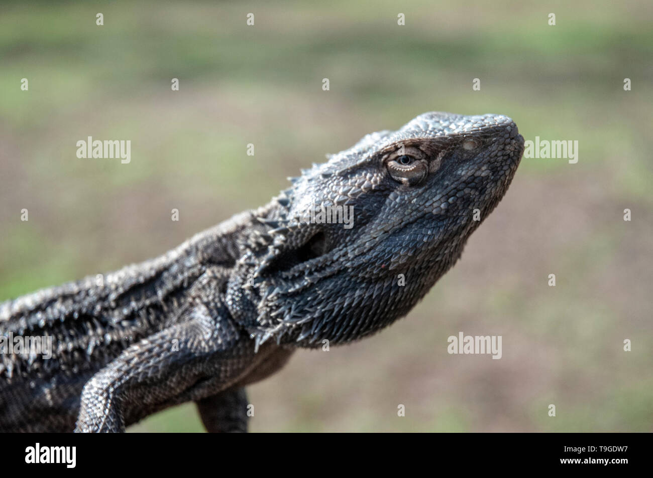 Eastern Bearded Dragon Stock Photo - Alamy