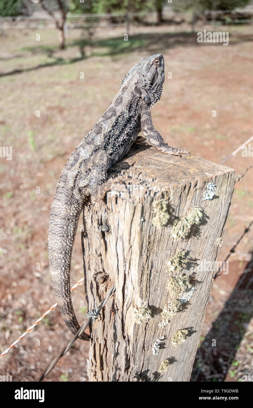 Eastern Bearded Dragon Stock Photo - Alamy