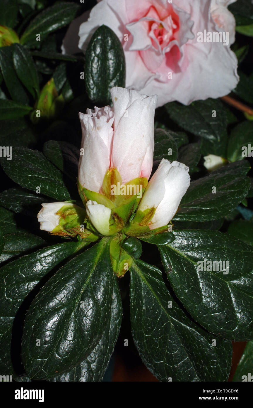 White azalea flowering close-up Stock Photo - Alamy