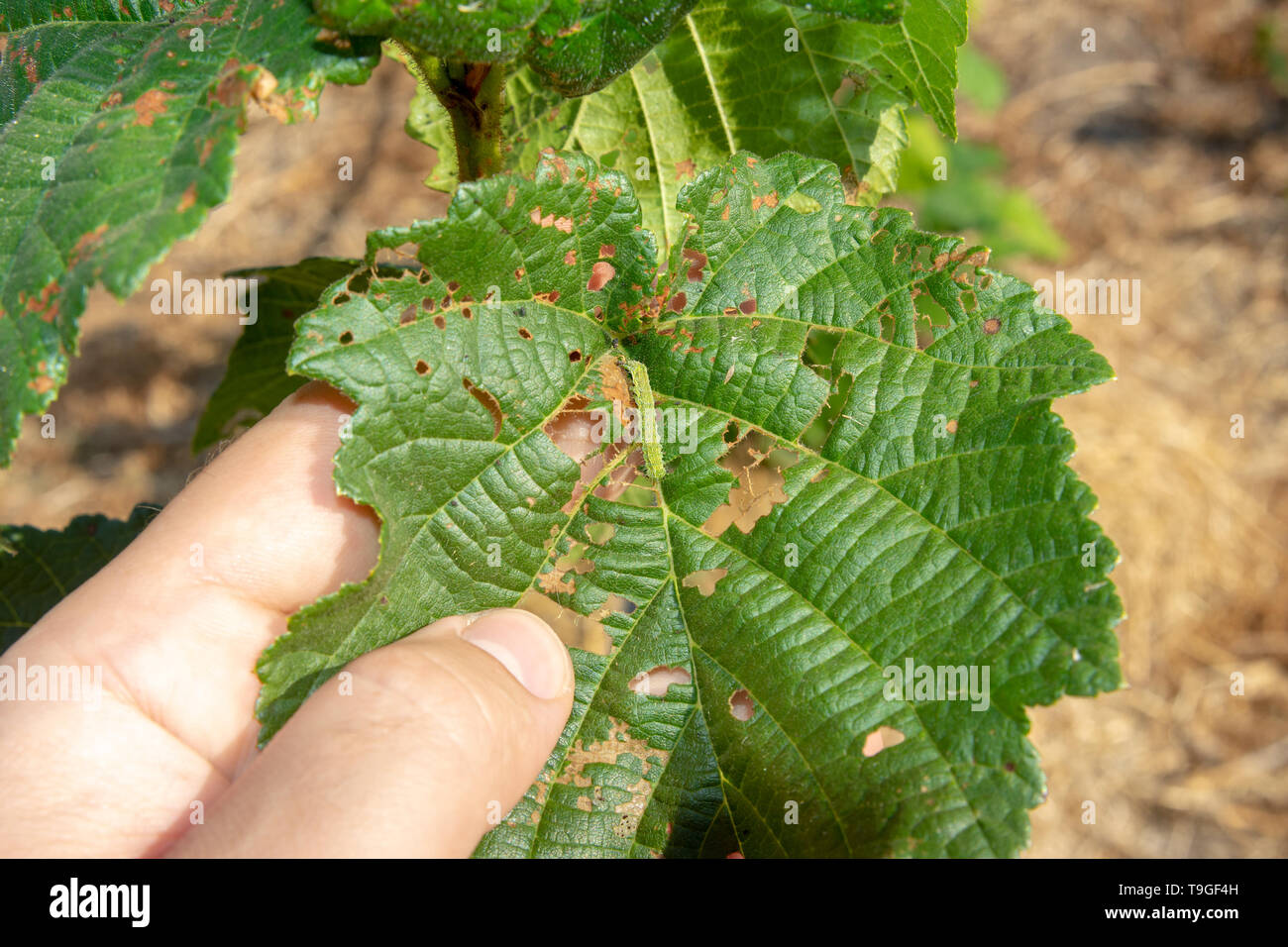 Hazelnut leaf damaged by a pest closeup in man's hand. Industrial nut ...