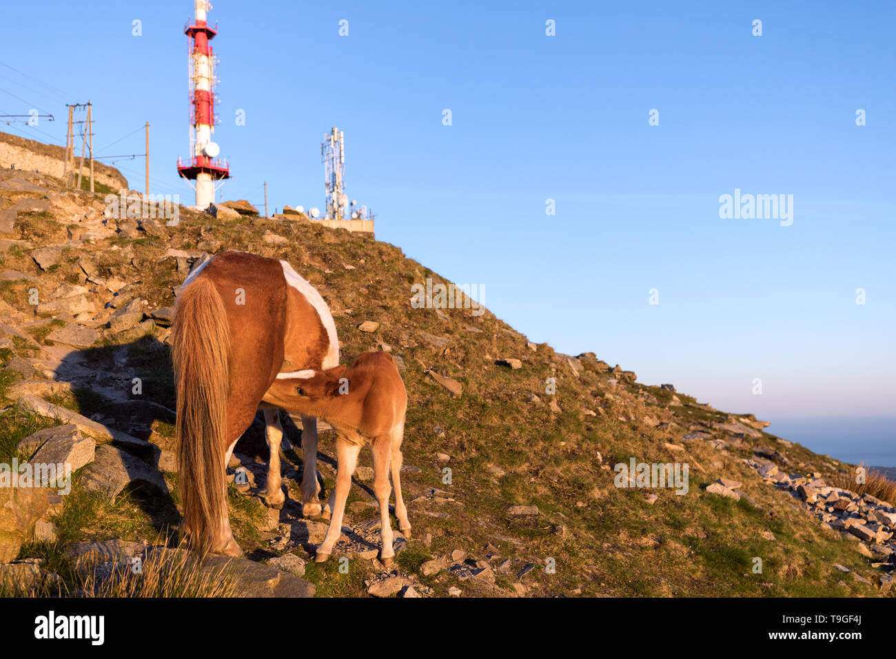 Adult and baby Pottok on La Rhune in the French Pays Basque Stock Photo ...