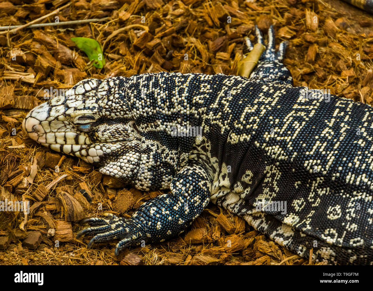 Argentine giant tegu sleeping on the ground, big lizard from America ...