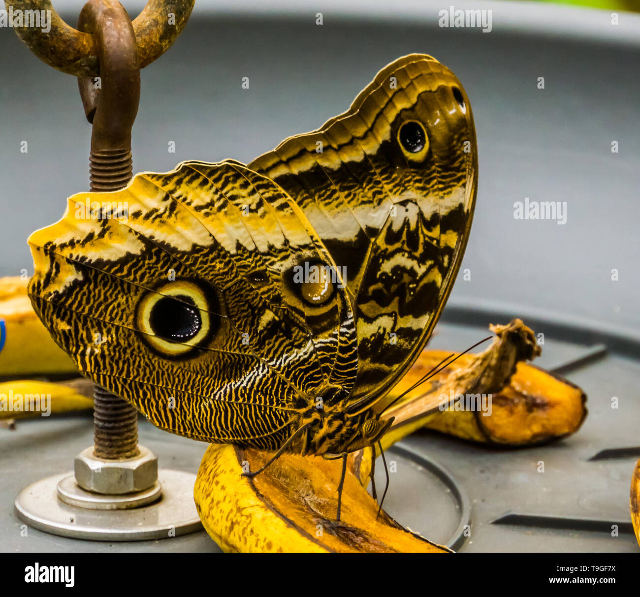 beautiful forest giant owl butterfly sitting on a banana, colorful ...