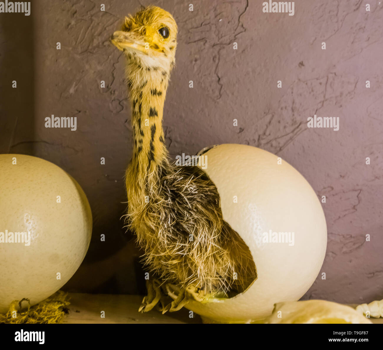 Dummy Ostrich Eggs